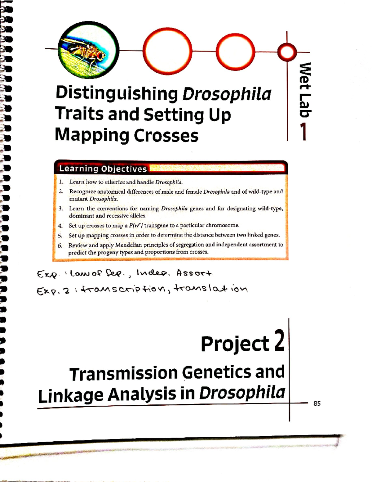 Wet lab 1 Project 2 - BIOL14110AAA - Studocu