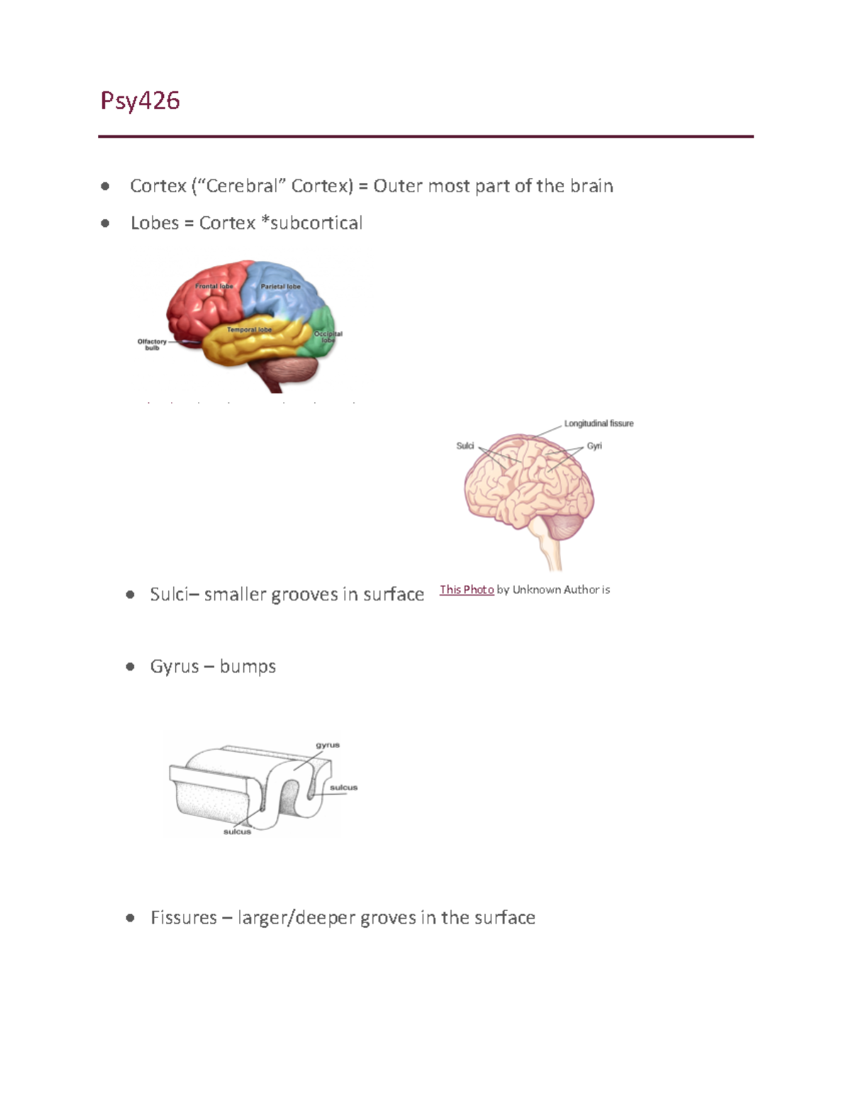 Psy426 - Neuro Anatomy Professor Shannon Eaton - Psy Cortex (“Cerebral ...