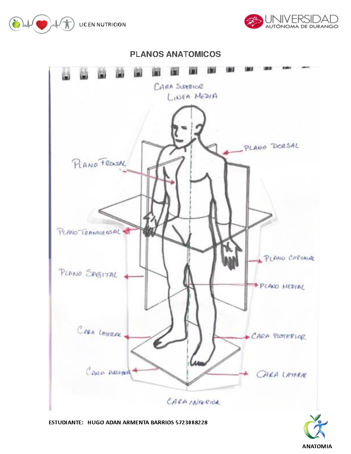 Planos Anatomicos Semana 1 - ESTUDIANTE: HUGO ADAN ARMENTA BARRIOS ...