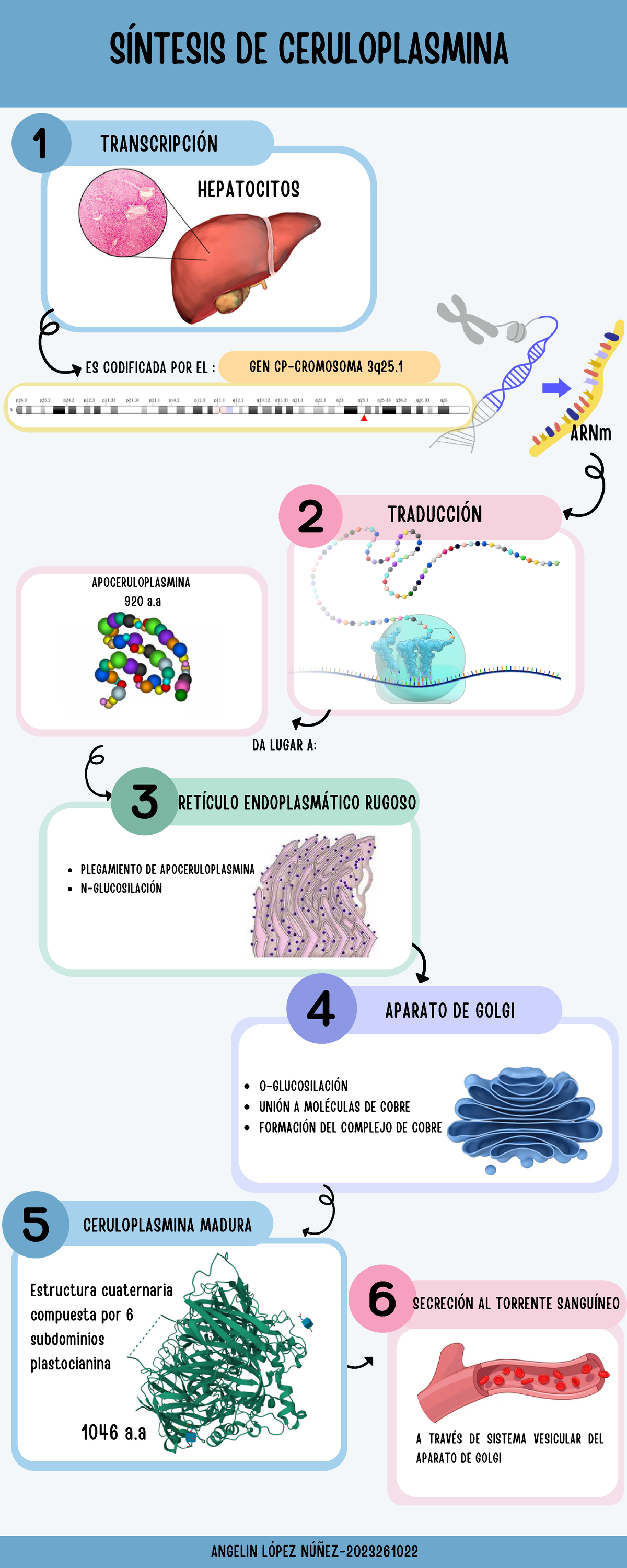 Síntesis de proteínas - DA LUGAR A: ARNm HEPATOCITOS SÍNTESIS DE ...