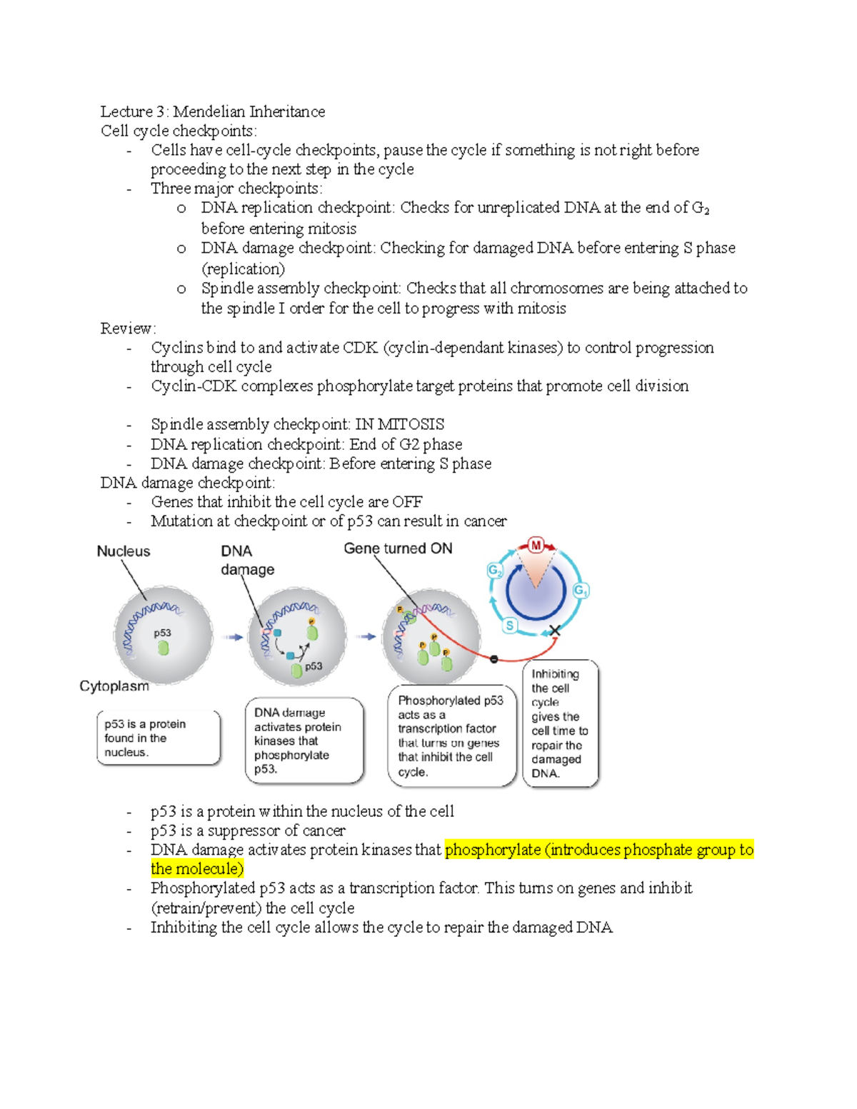 Lecture 3 Mendelian Inheritance Lecture 3 Mendelian Inheritance Cell Cycle Checkpoints