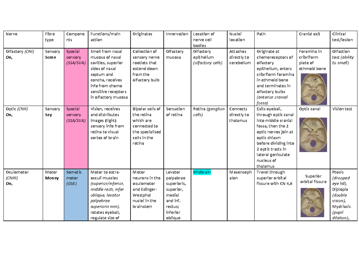 Nerve Table - Warning: TT: undefined function: 32 Nerve Fibre type ...