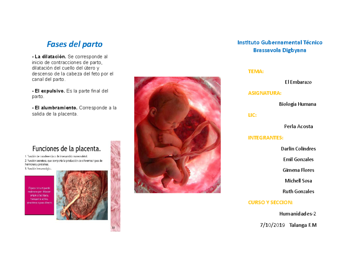 Fases del parto - mnlmv nlc dcn jls c sdjd fcds cas c,nas cna - Fases ...