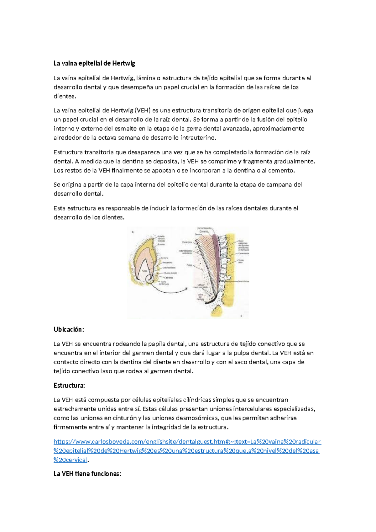 La vaina epitelial de Hertwig - La vaina epitelial de Hertwig (VEH) es ...