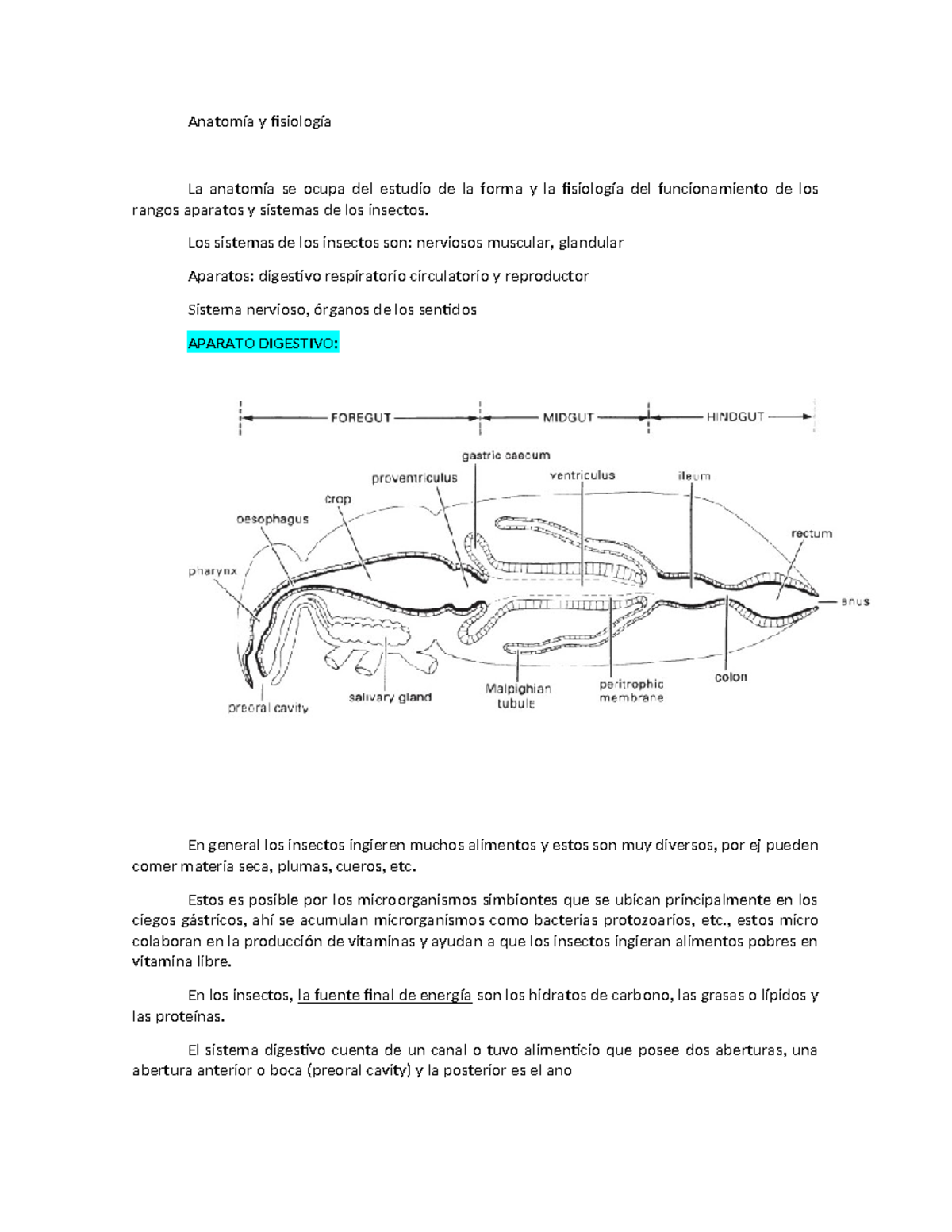 Anatomía y fisiología - Aprenda sobre la anatomia de los insectos que ...