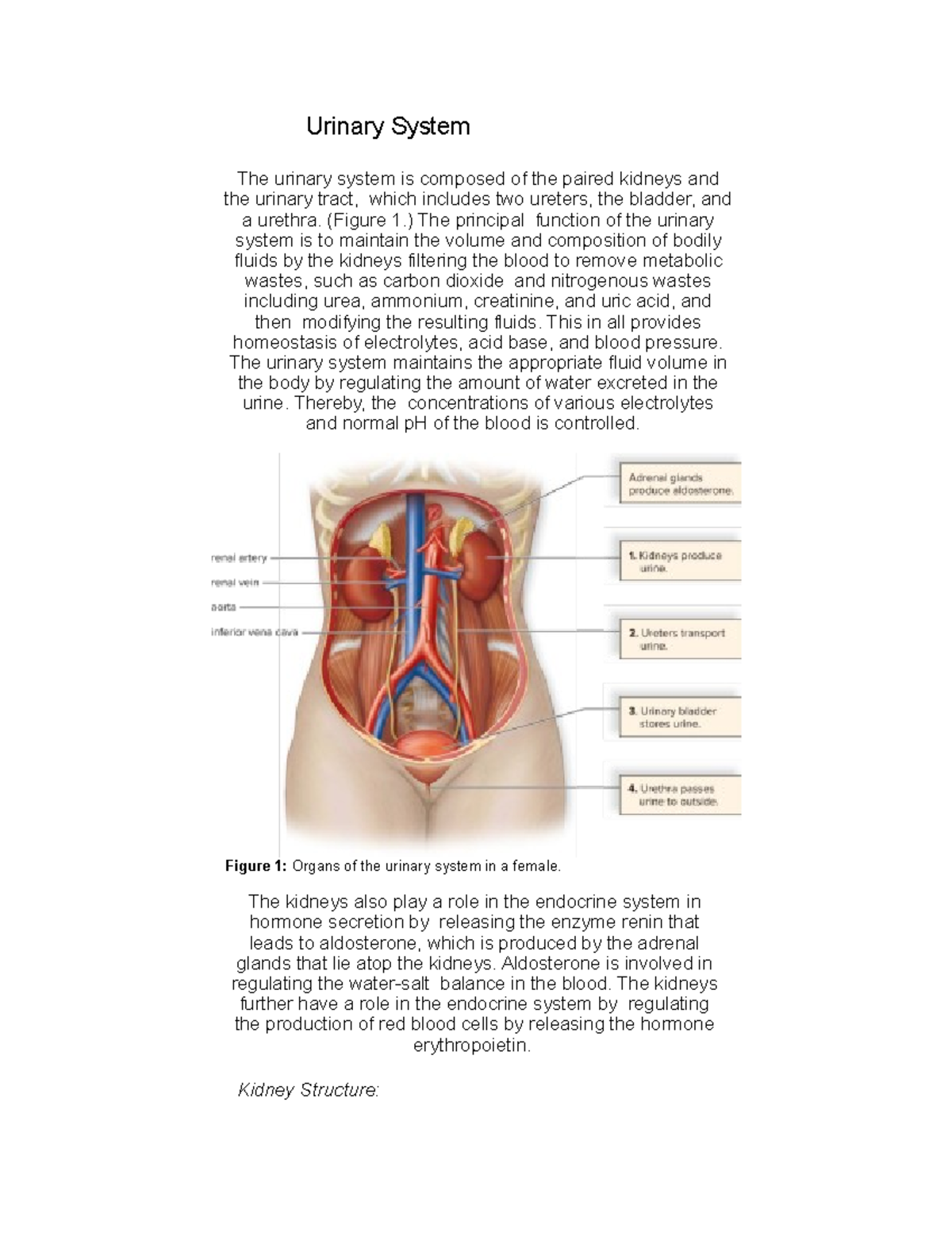 Urinalysis lab - Urinary System The urinary system is composed of the paired kidneys and the ...