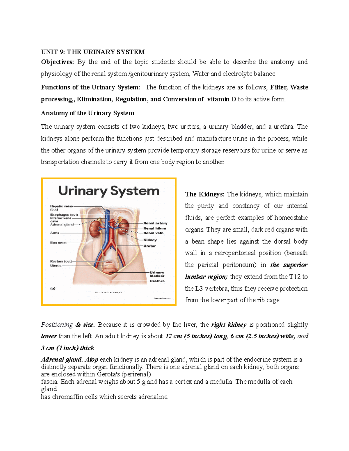 Anatomy AND Physiology UNIT NINE - UNIT 9: THE URINARY SYSTEM ...