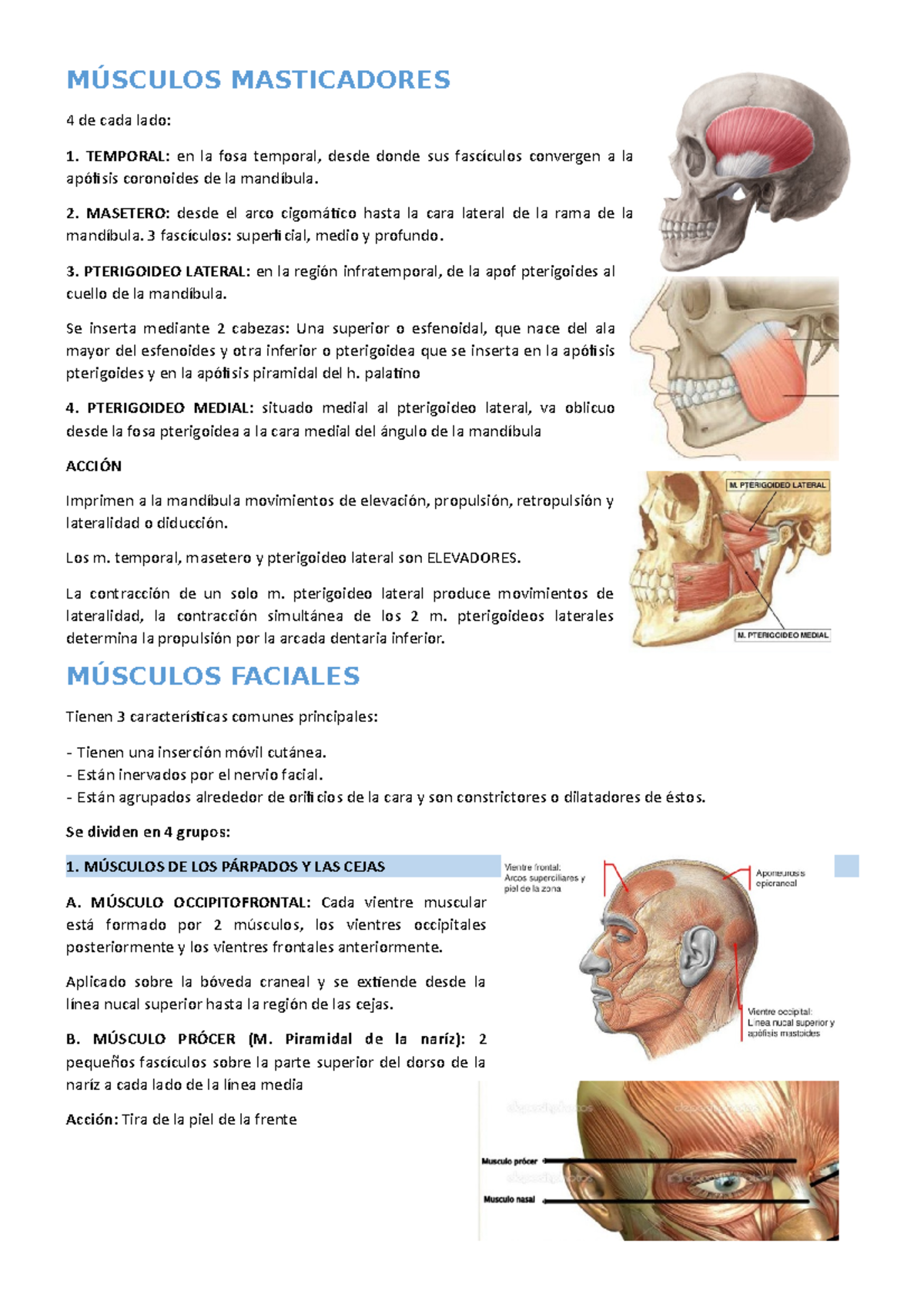 Músculos Masticadores - MÚSCULOS MASTICADORES 4 de cada lado: TEMPORAL ...
