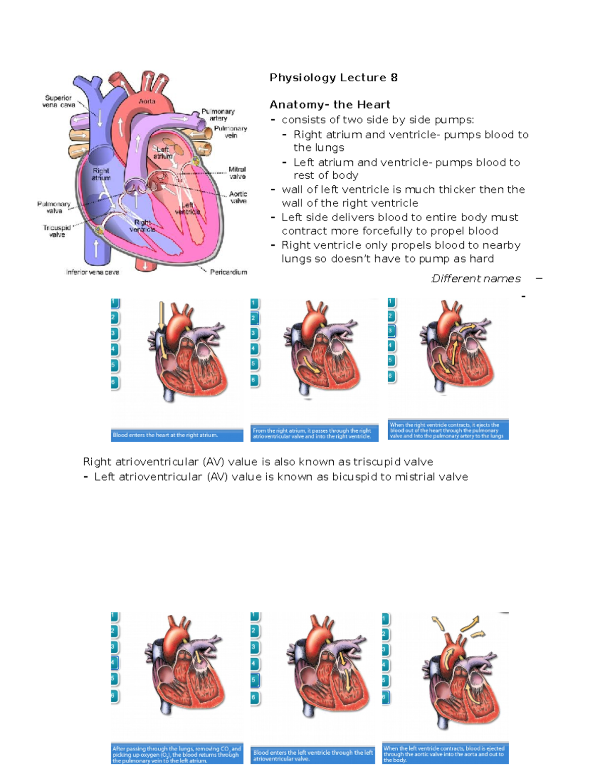 Physiology Module Lecture notes for 8-9 - Physiology Lecture 8 Anatomy ...