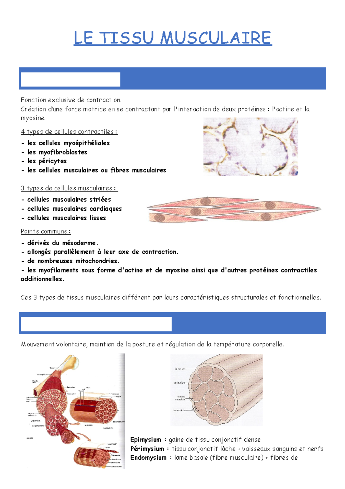 Chapitre 2 - Le tissu musculaire - LE TISSU MUSCULAIRE I. INTRODUCTION Fonction exclusive de ...