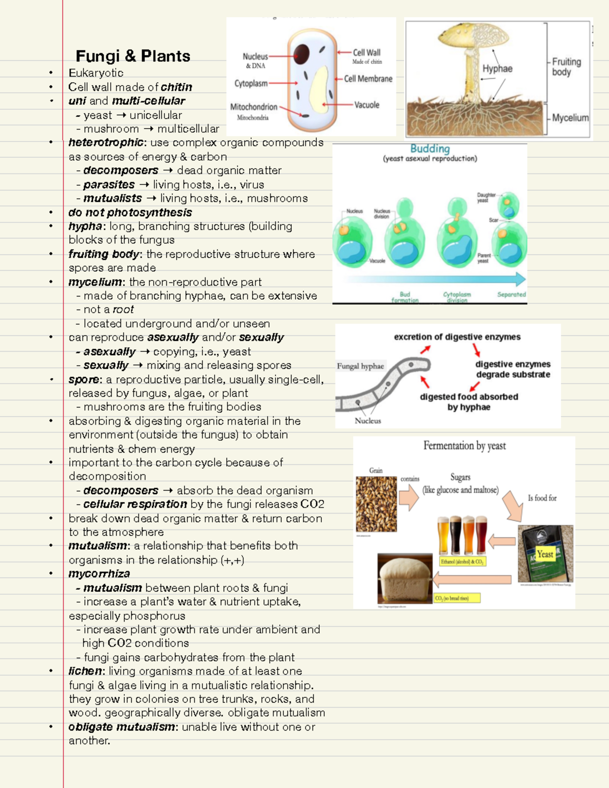 Fungi and Plants - Fungi & Plants Eukaryotic Cell wall made of chitin ...