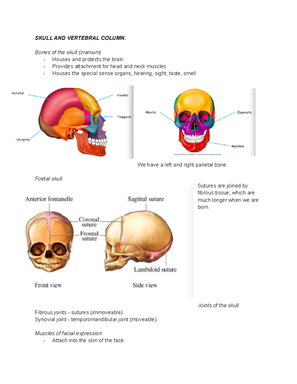 Lecture 1 skull and vertebral column - SKULL AND VERTEBRAL COLUMN ...