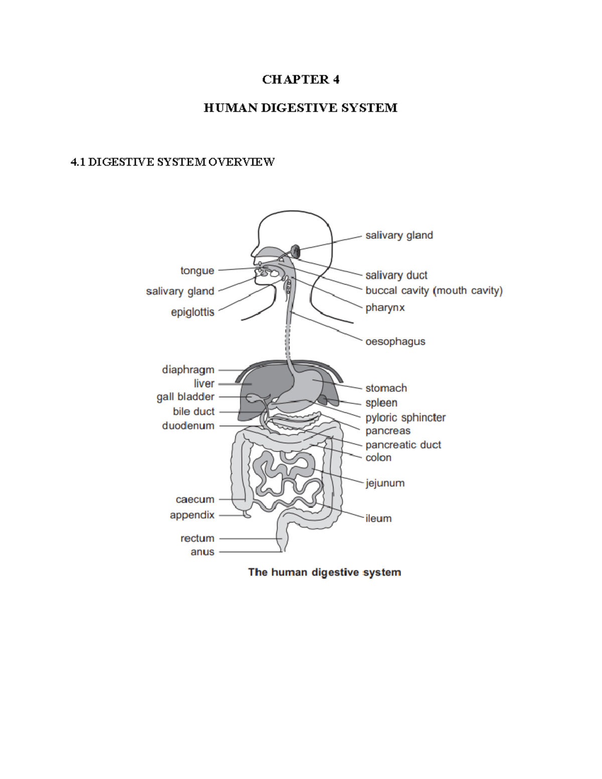 Chapter 4 Human Digestive System - CHAPTER 4 HUMAN DIGESTIVE SYSTEM 4 ...