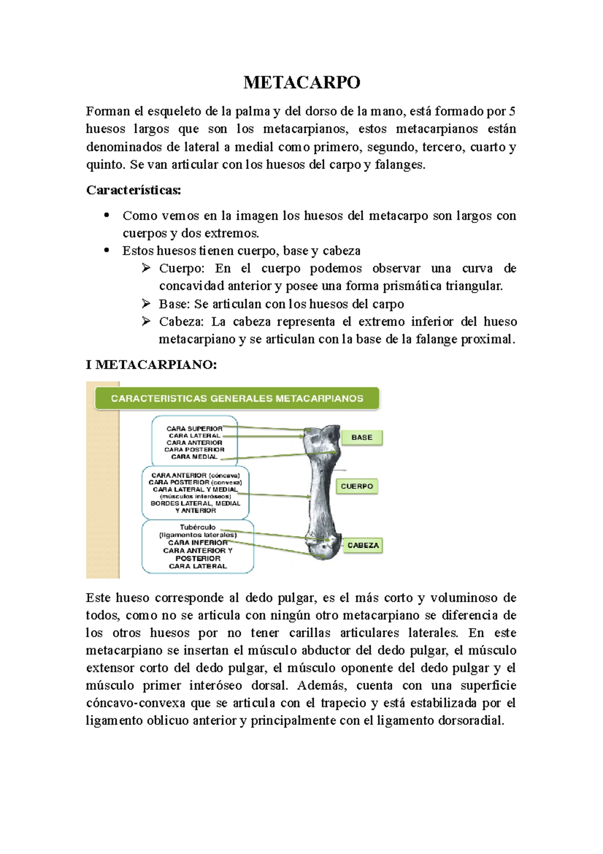 Osteología DEL Metacarpo - METACARPO Forman el esqueleto de la palma y ...