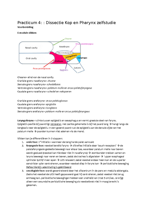 DI1 PR10 dissectie buikholte - PR 10 : Anatomie Thorax, Craniale deel ...