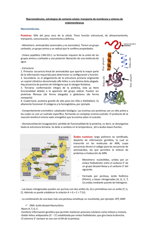 Integral 2 BIO - Biología celular, organelos, funciones - APUNTES ...