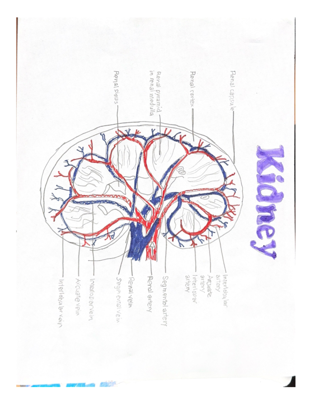 Renal cortex - Kidney Picture - MARE171 - Studocu