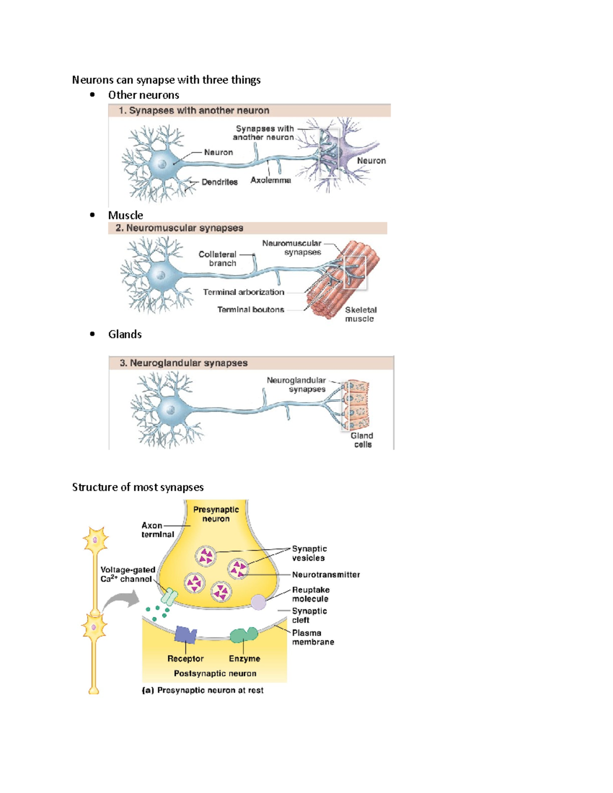 Lectrue 15 synapses to post - Neurons can synapse with three things ...