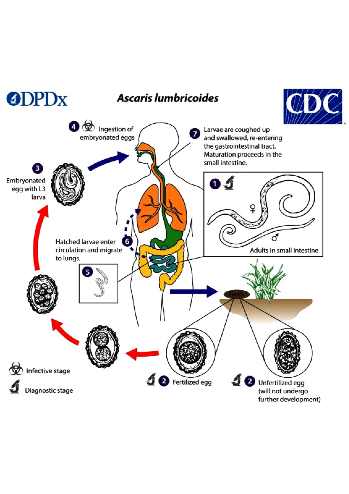 Nematode Life Cycles-1 - Pharmaceutical Organic Chemistry III - Studocu