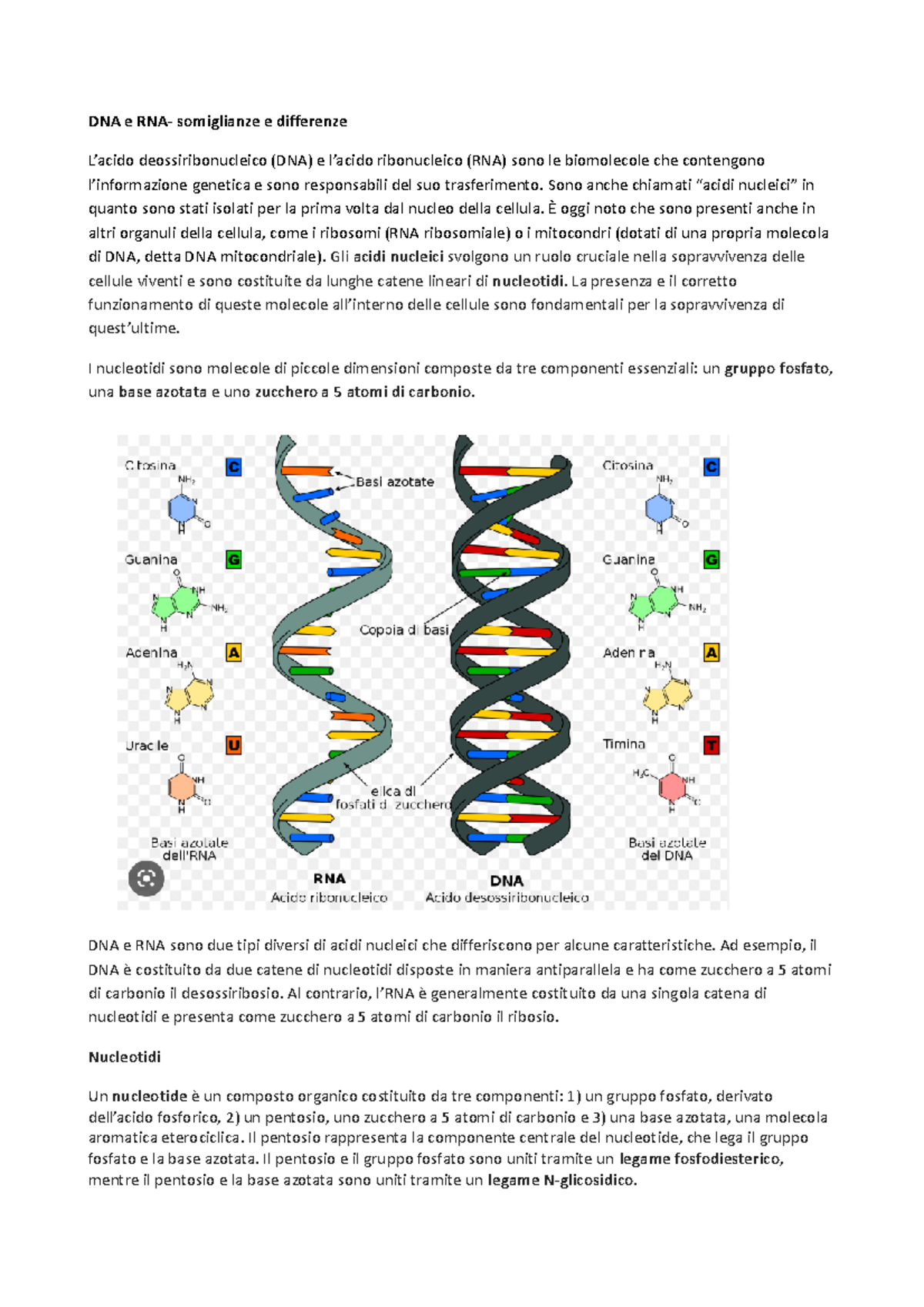 DNA-RNA a confronto - DNA e RNA- somiglianze e differenze L’acido deossiribonucleico (DNA) e l ...