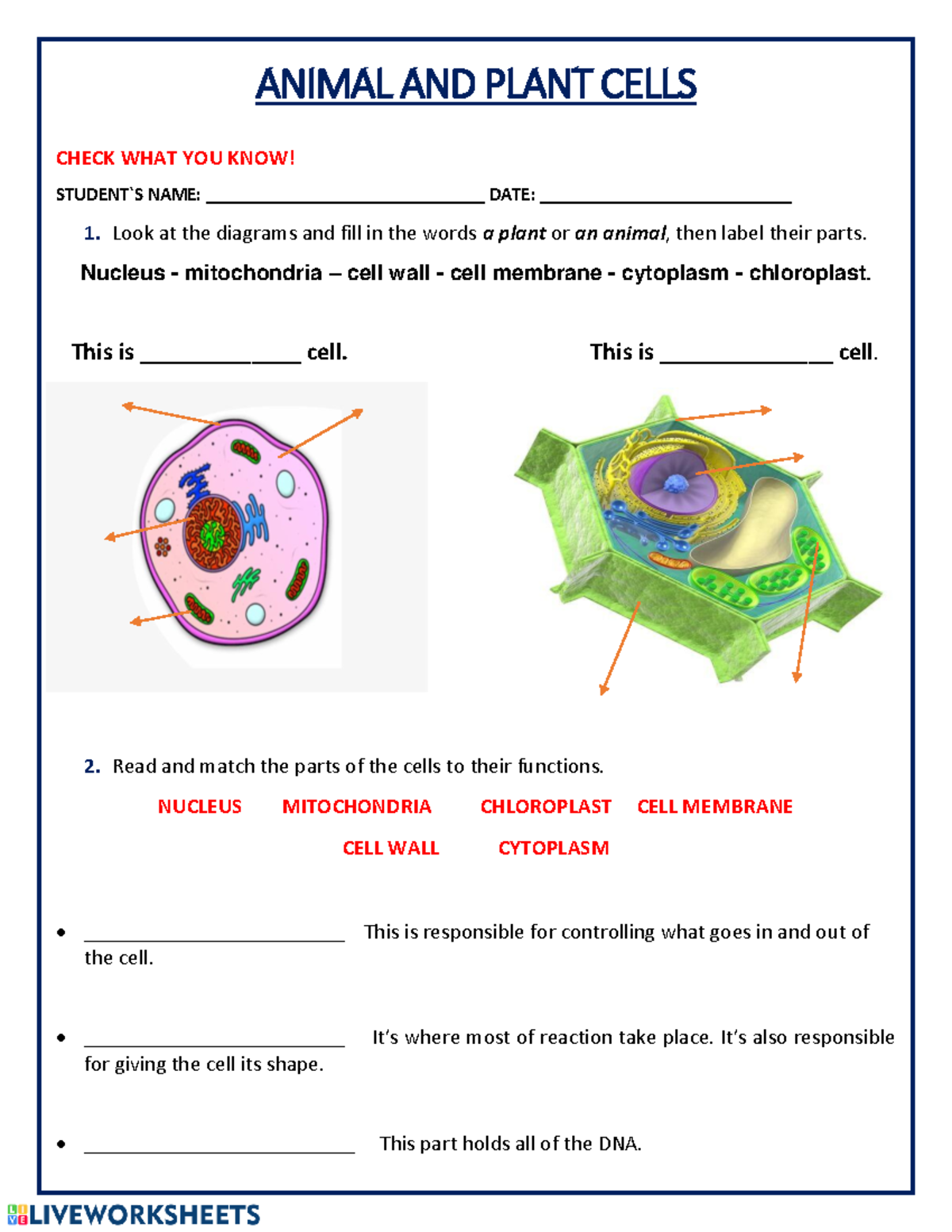 Plant and animal cell - Introductory Biology Activity for Foundation in ...