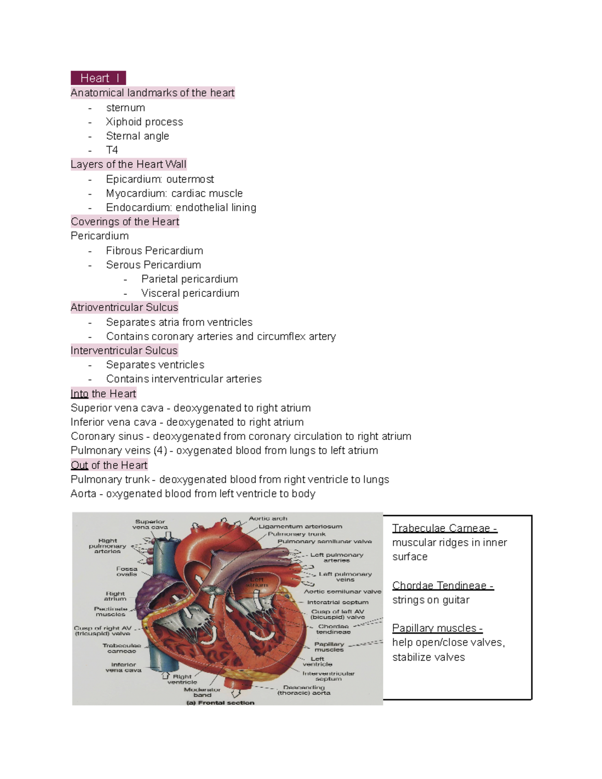 Lab 9 Quiz Review - . Heart I. Anatomical landmarks of the heart ...