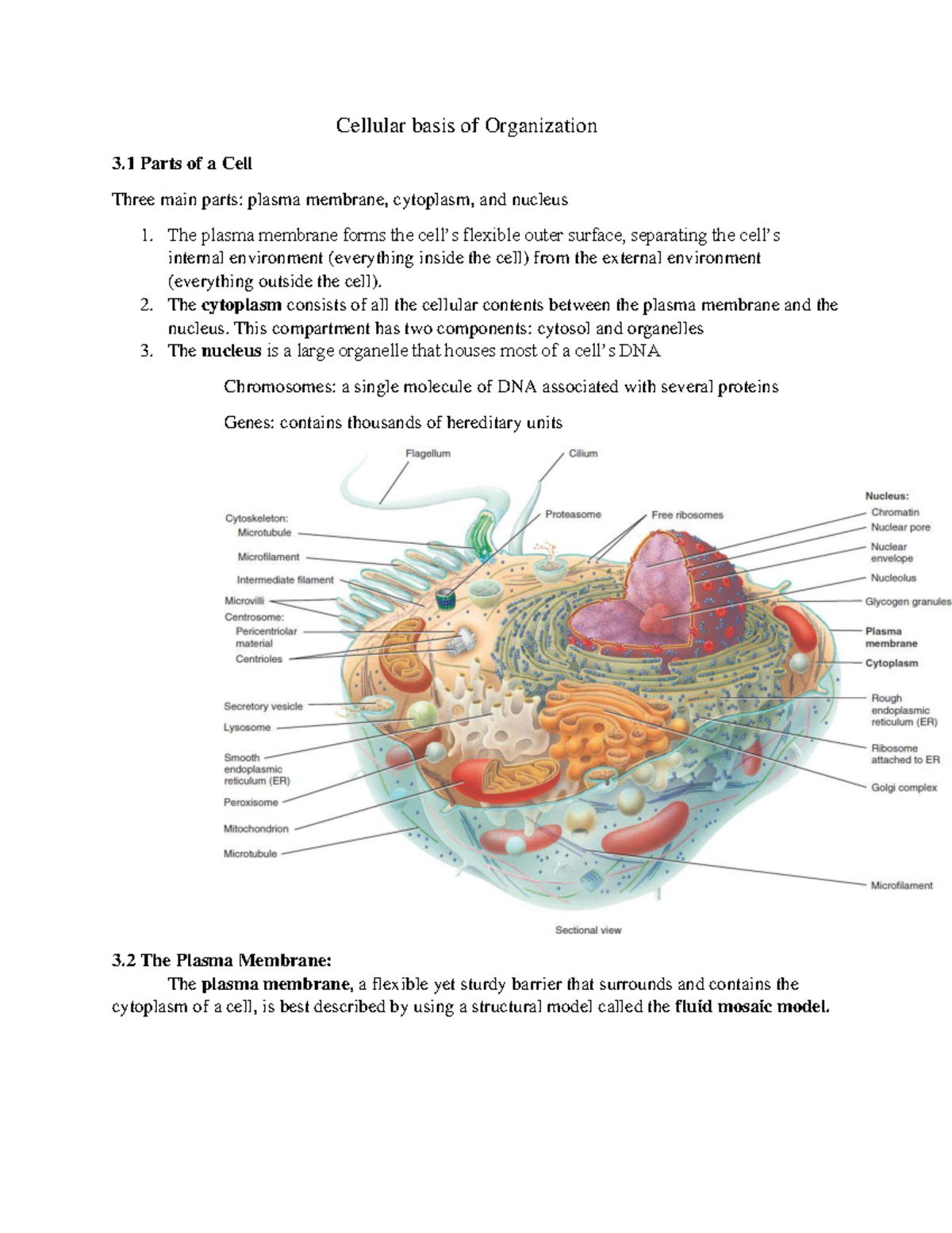 Chapter 3 new - anatomy - Cellular basis of Organization 3 Parts of a ...