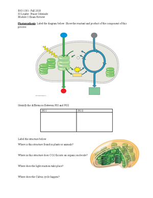 Biol 112 Exam 3 - this is helpful - Exam 3 Chapter 26: Seed Plants ...