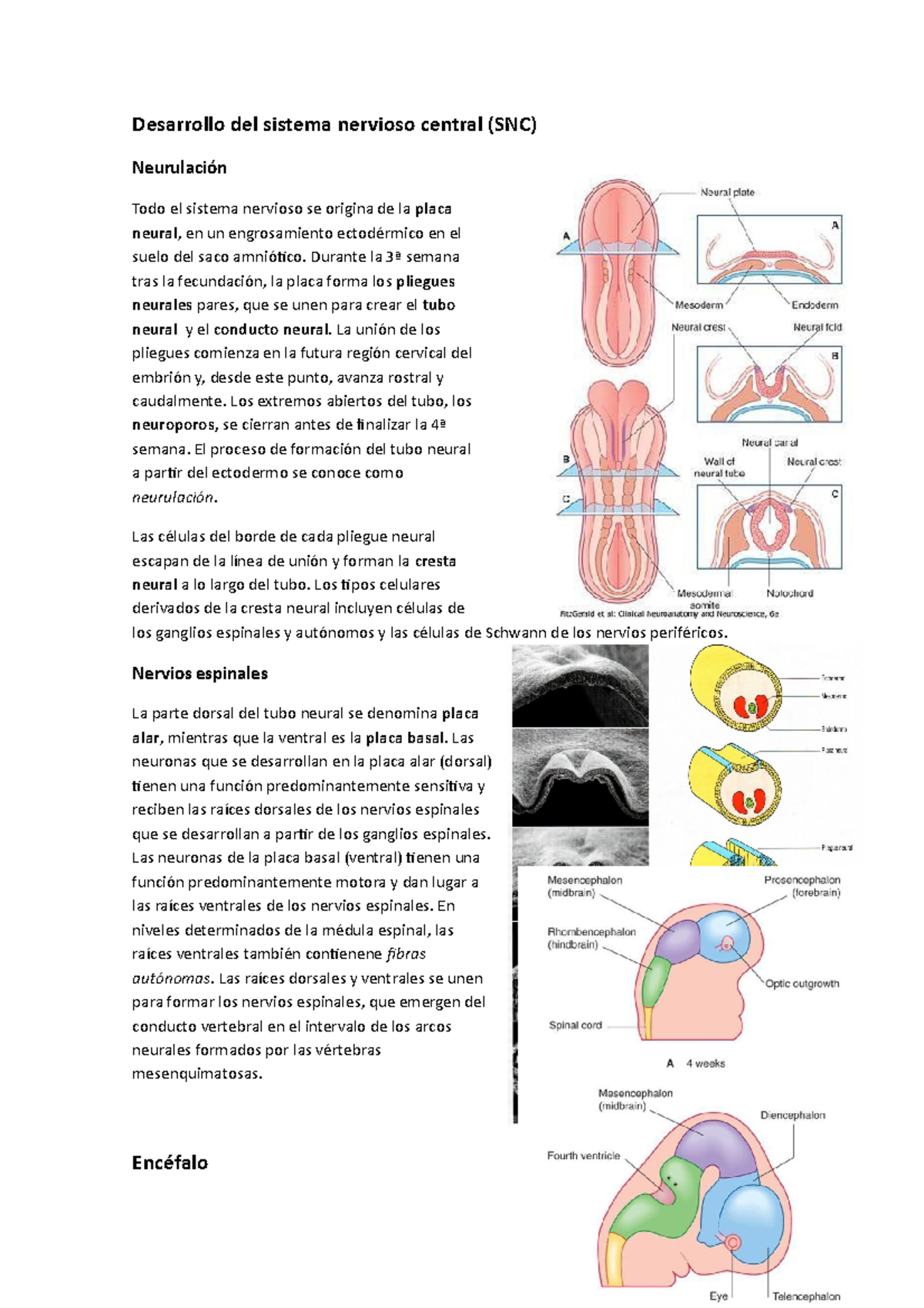 Embriología SNC - Apuntes 1 - Desarrollo del sistema nervioso central ...