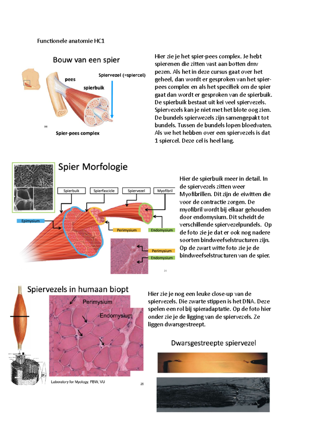 Functionele anatomie samenvatting week 1 en 2 - Functionele anatomie HC ...