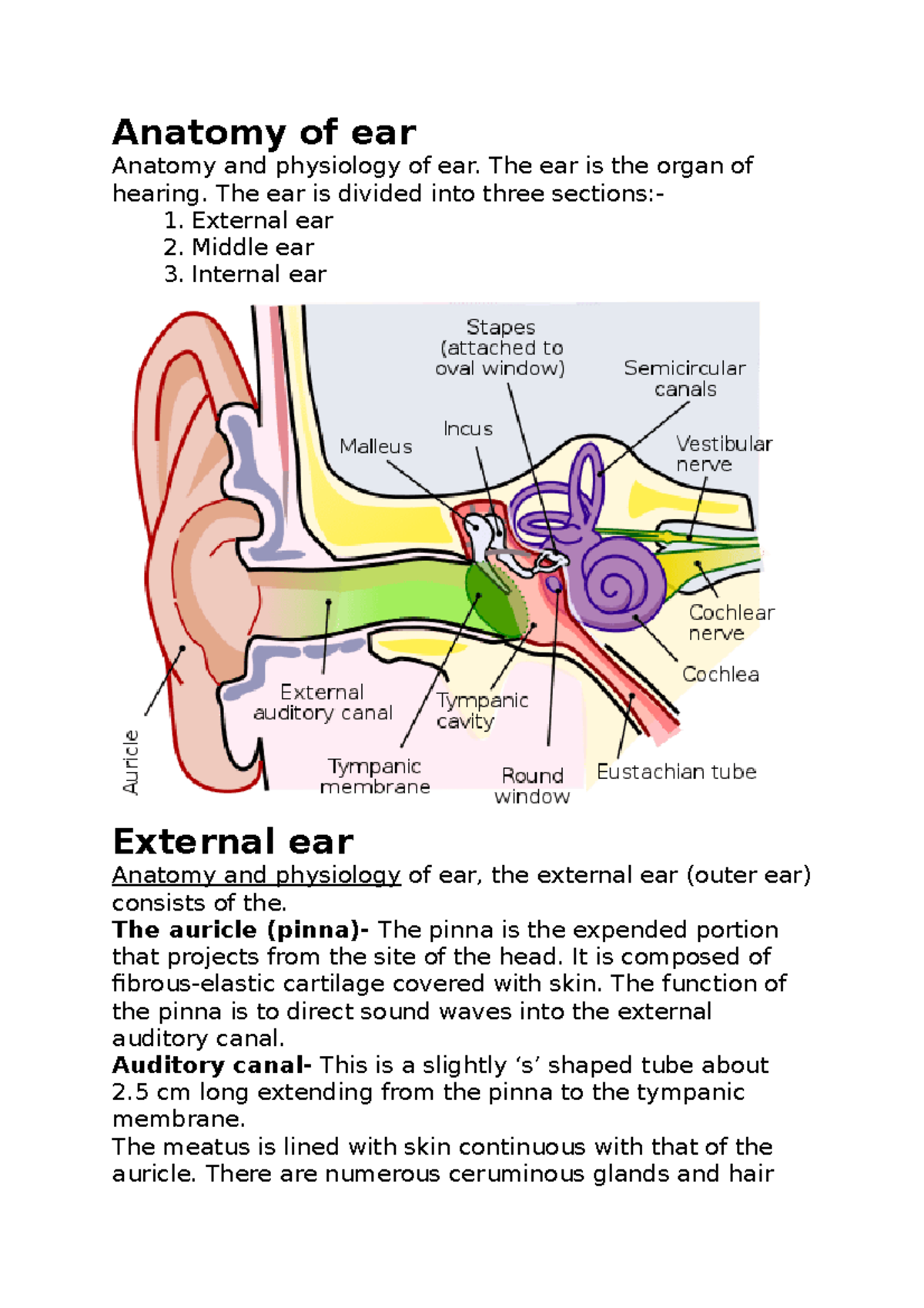 Anatomy of ear - Anatomy of ear Anatomy and physiology of ear. The ear ...