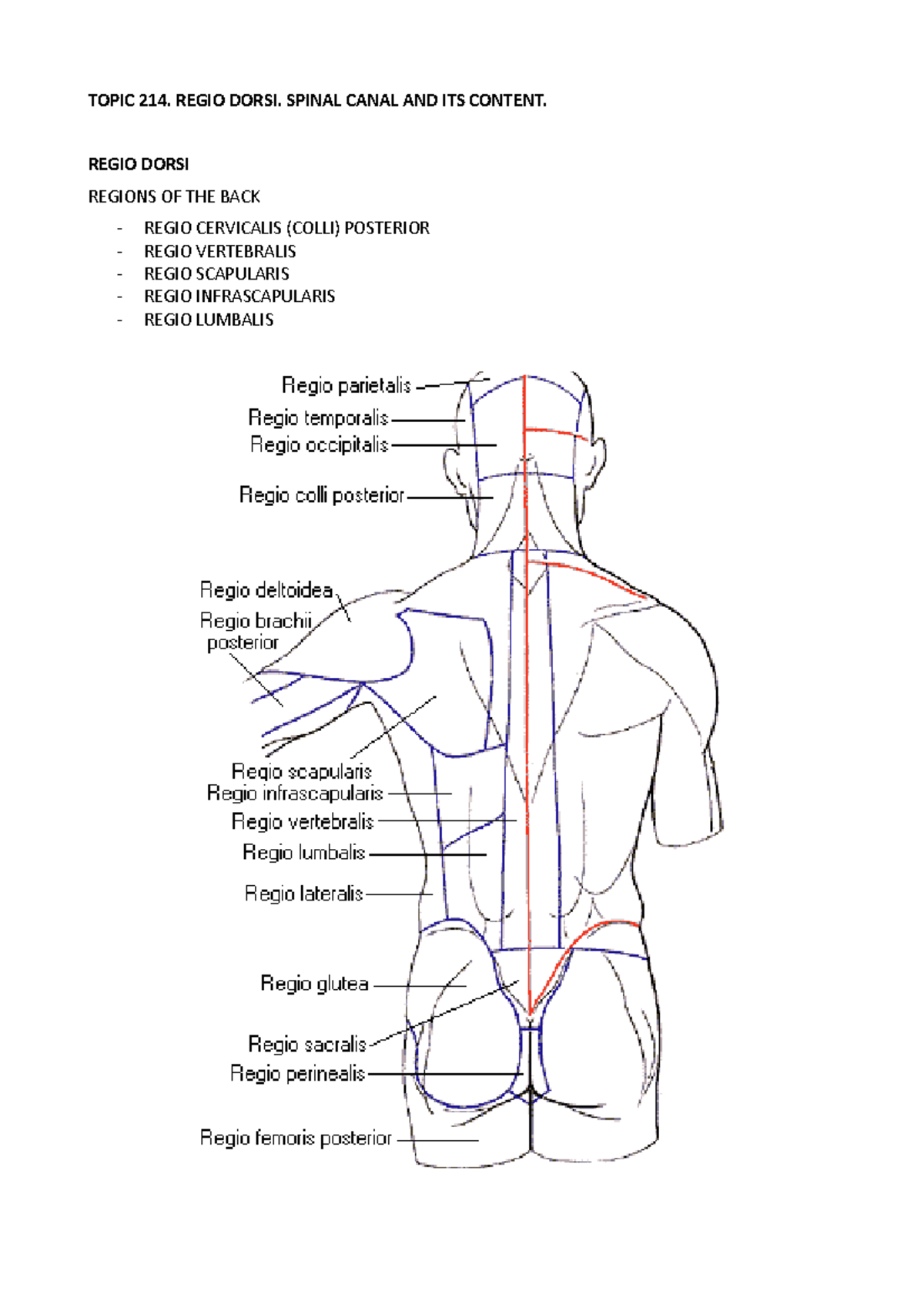 Topic 214. Regio Dorsi. Spinal Canal AND ITS Content - TOPIC 214. REGIO ...