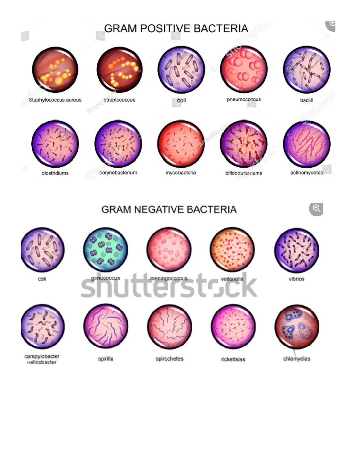 Tipos de Bacterias - Resumen Microbiología I - Studocu