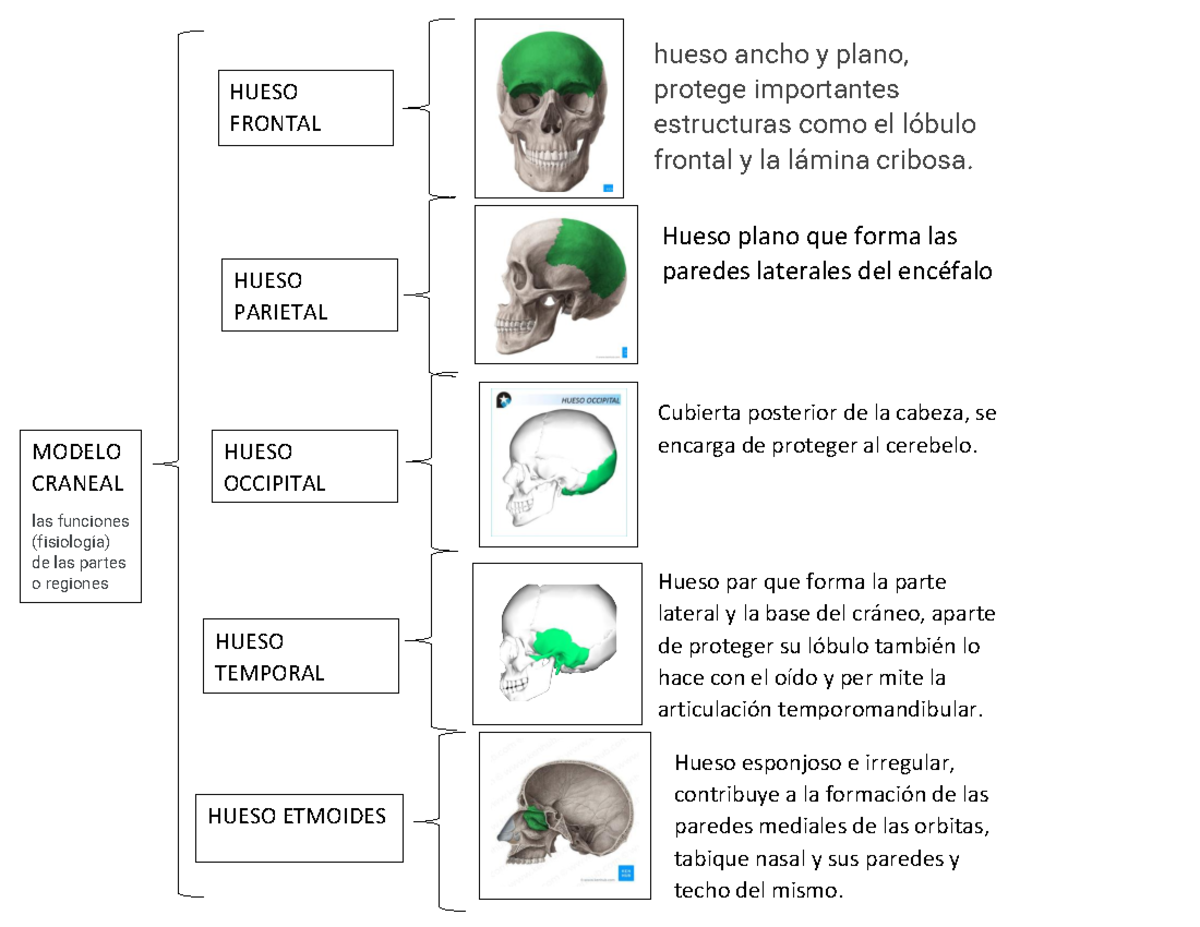 Craneo Fisiología 2 - Resumen rápido de los huesos craneales - MODELO ...