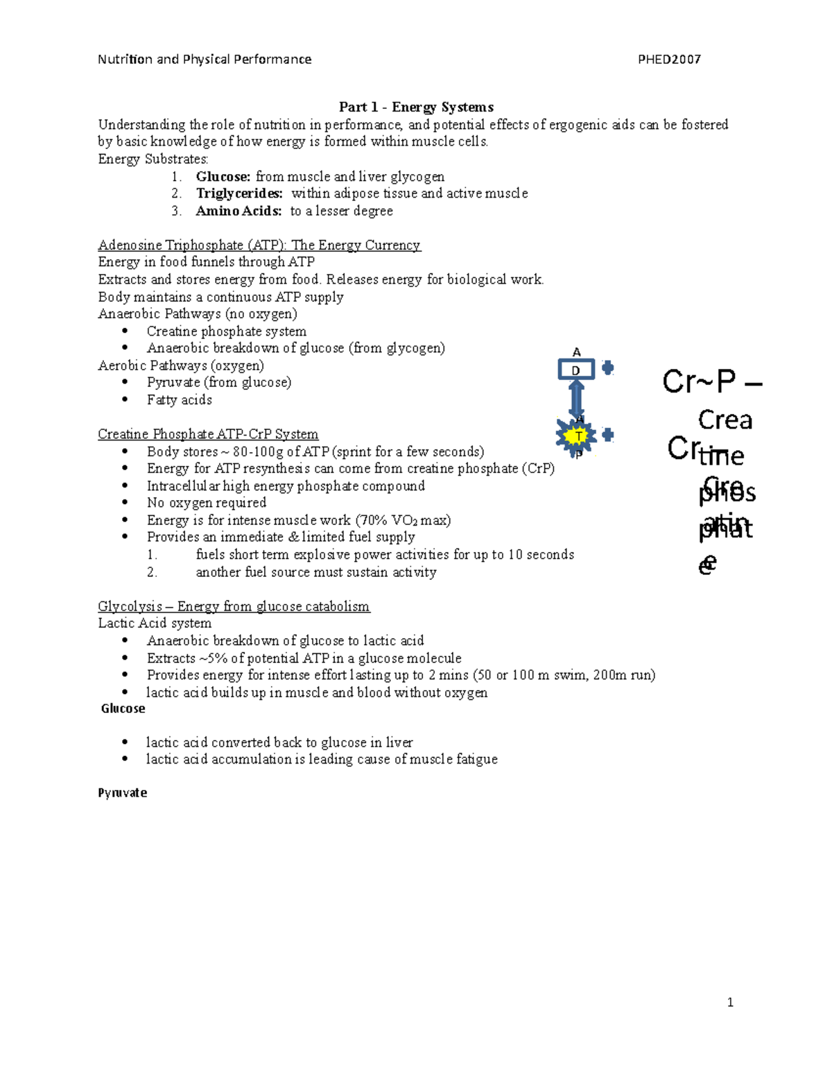 Nutrition and Performance - Part 1 - Energy Systems Understanding the ...