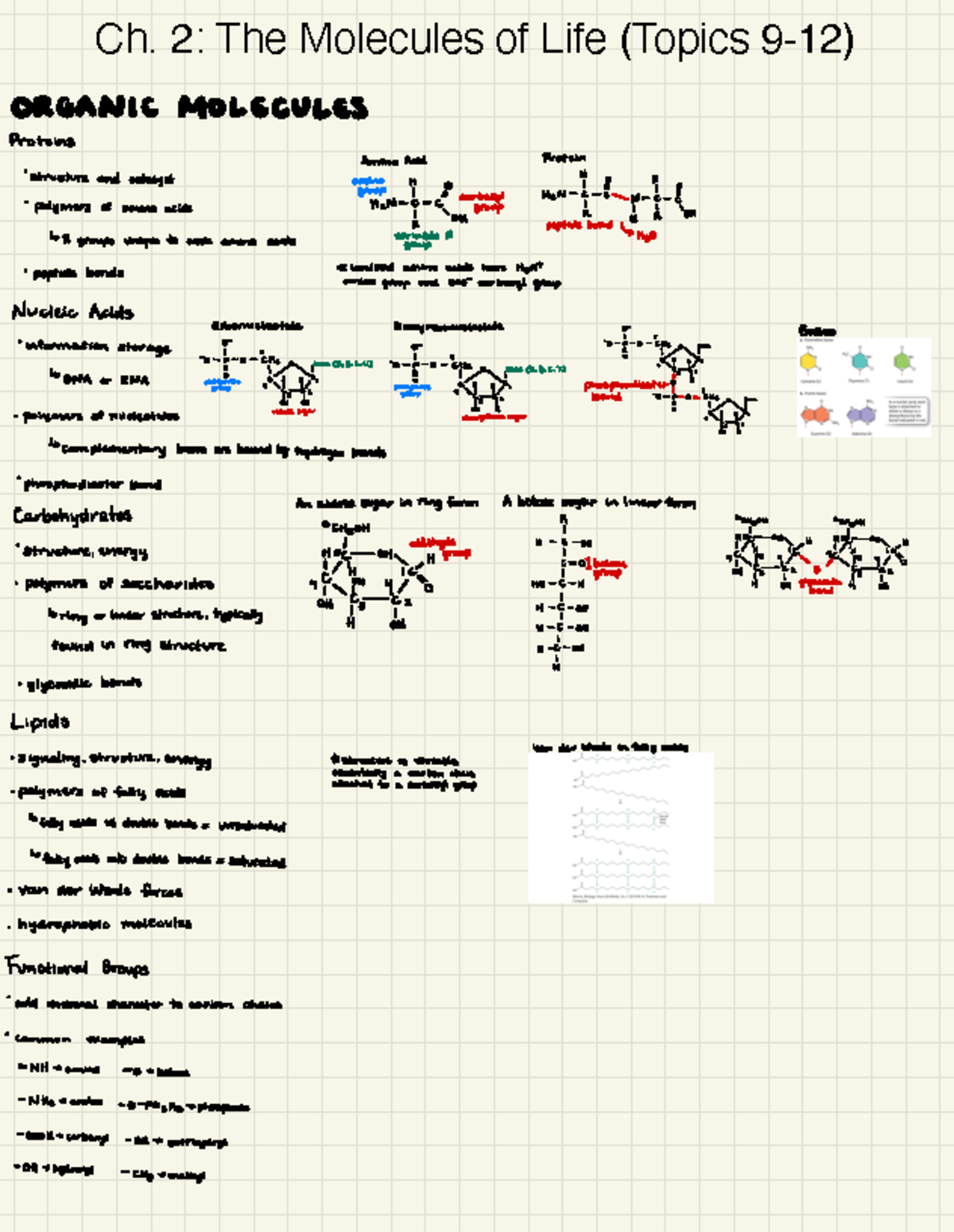 Ch 2: Molecules of Life (Topics 9-12) - Ch. 2: The Molecules of Life ...