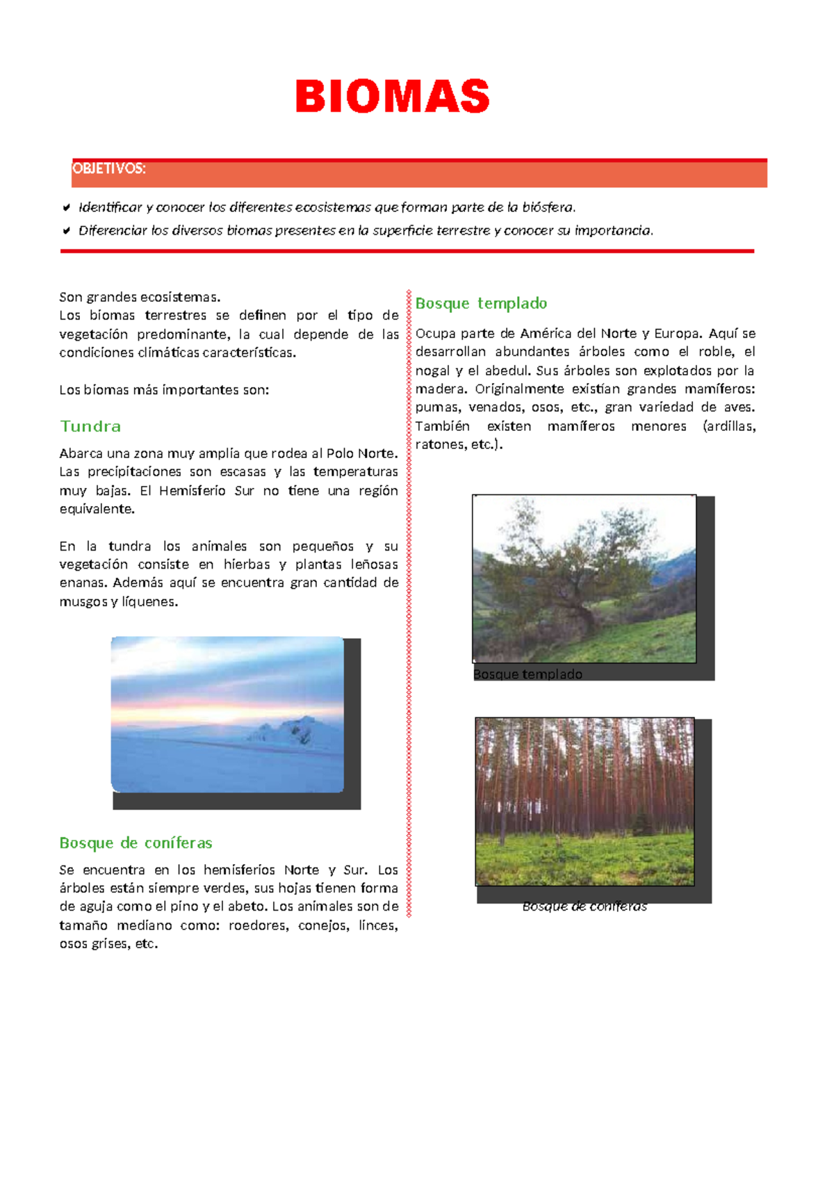 Ficha Bioma - OBJETIVOS: Bosque templado BIOMAS Identificar y conocer ...