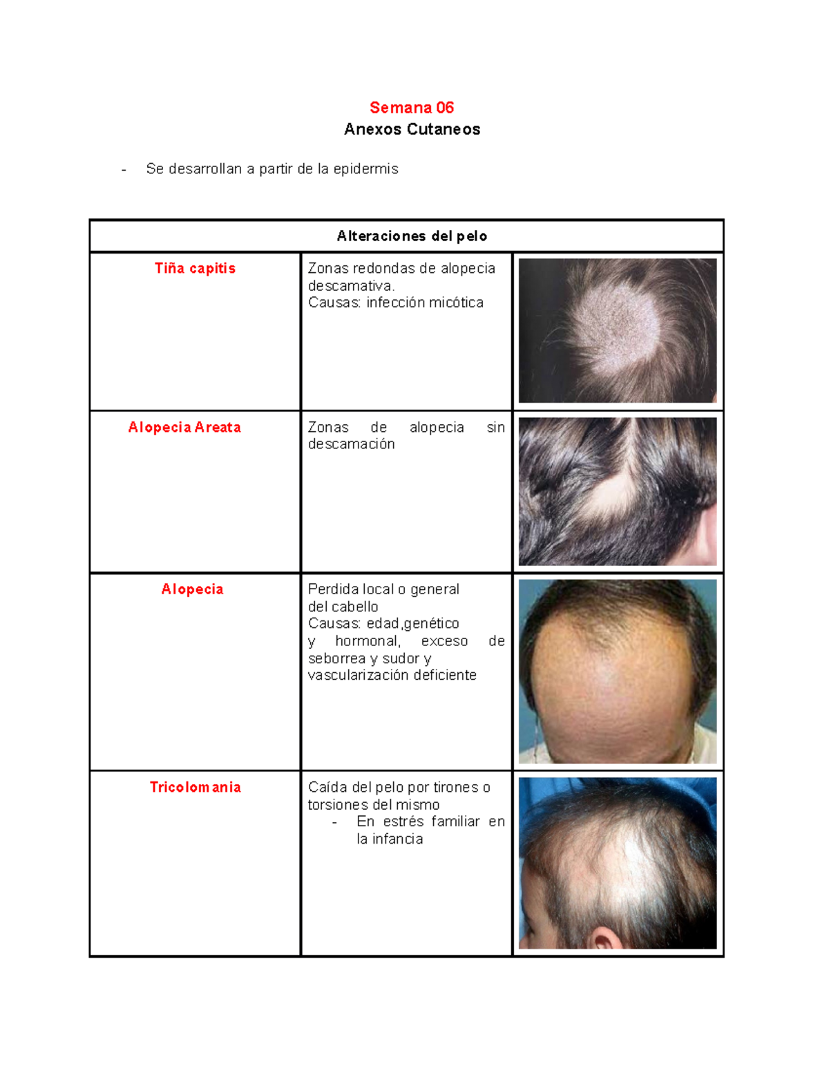 Semana 06 PM - sem 6 - Semana 06 Anexos Cutaneos Se desarrollan a ...