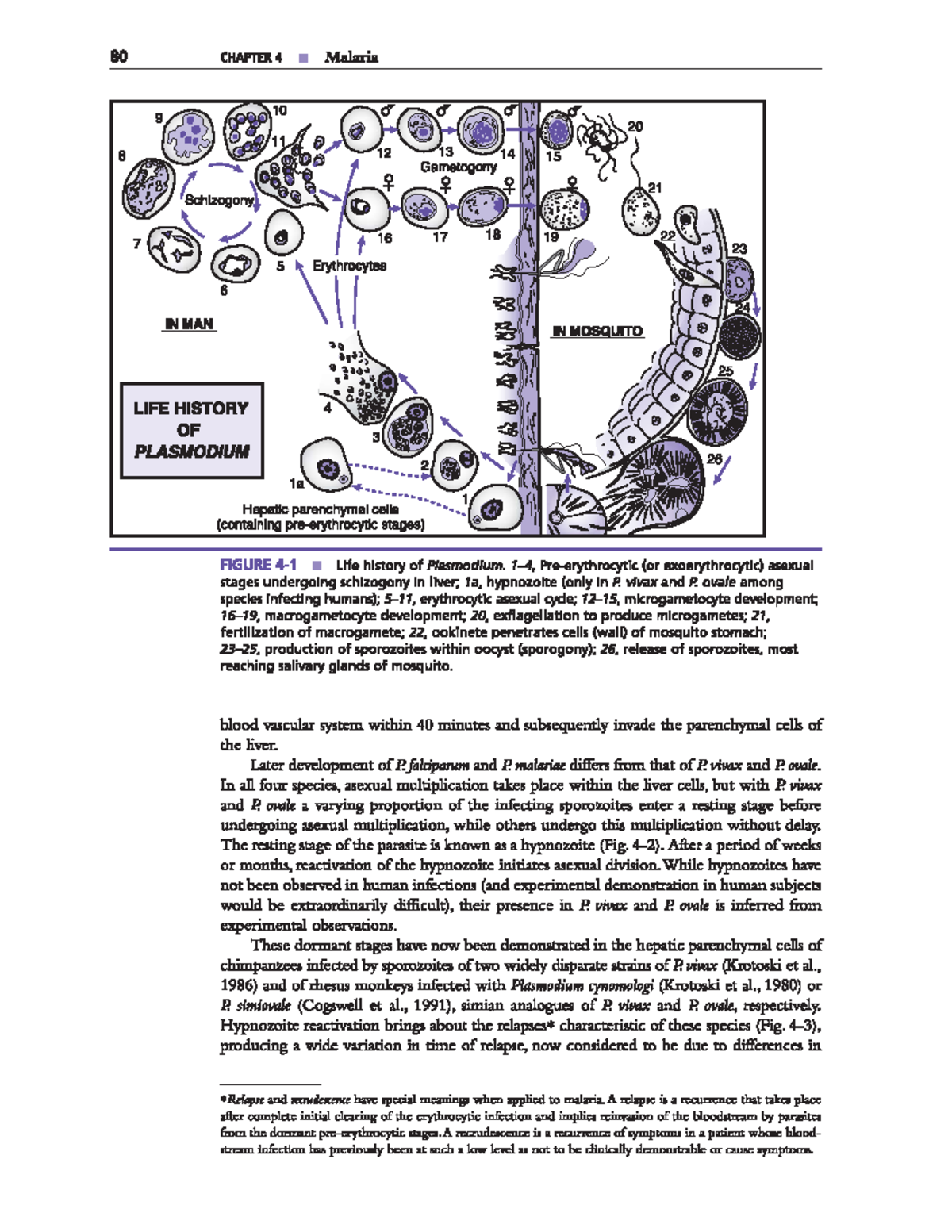 Malaria - Natrual sciences - Studocu