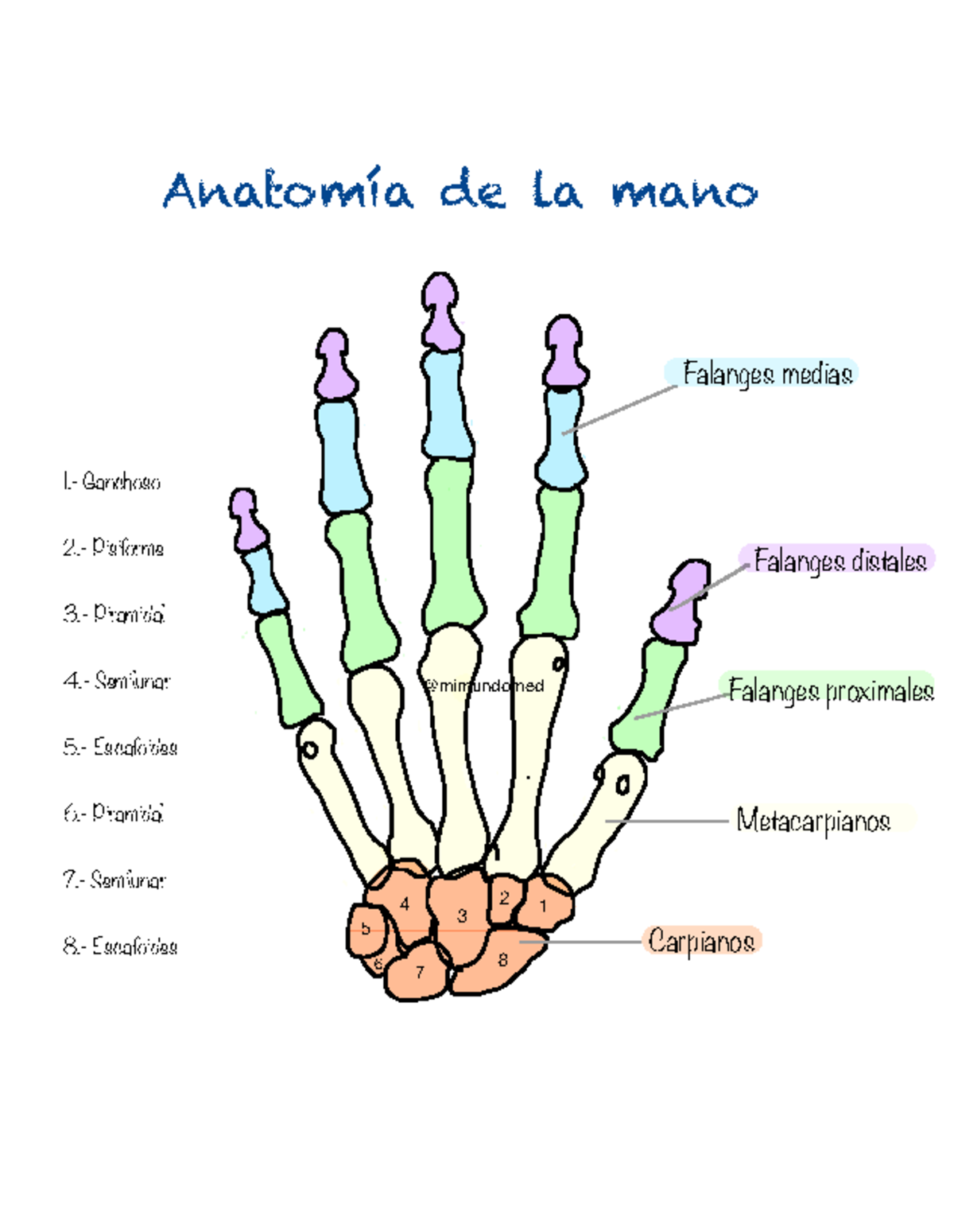 Anatomía de la mano - NOTAS SOBRE LA ANATOMIA DE LA MANO - Anatomia 1 - Anatomía de la mano ...