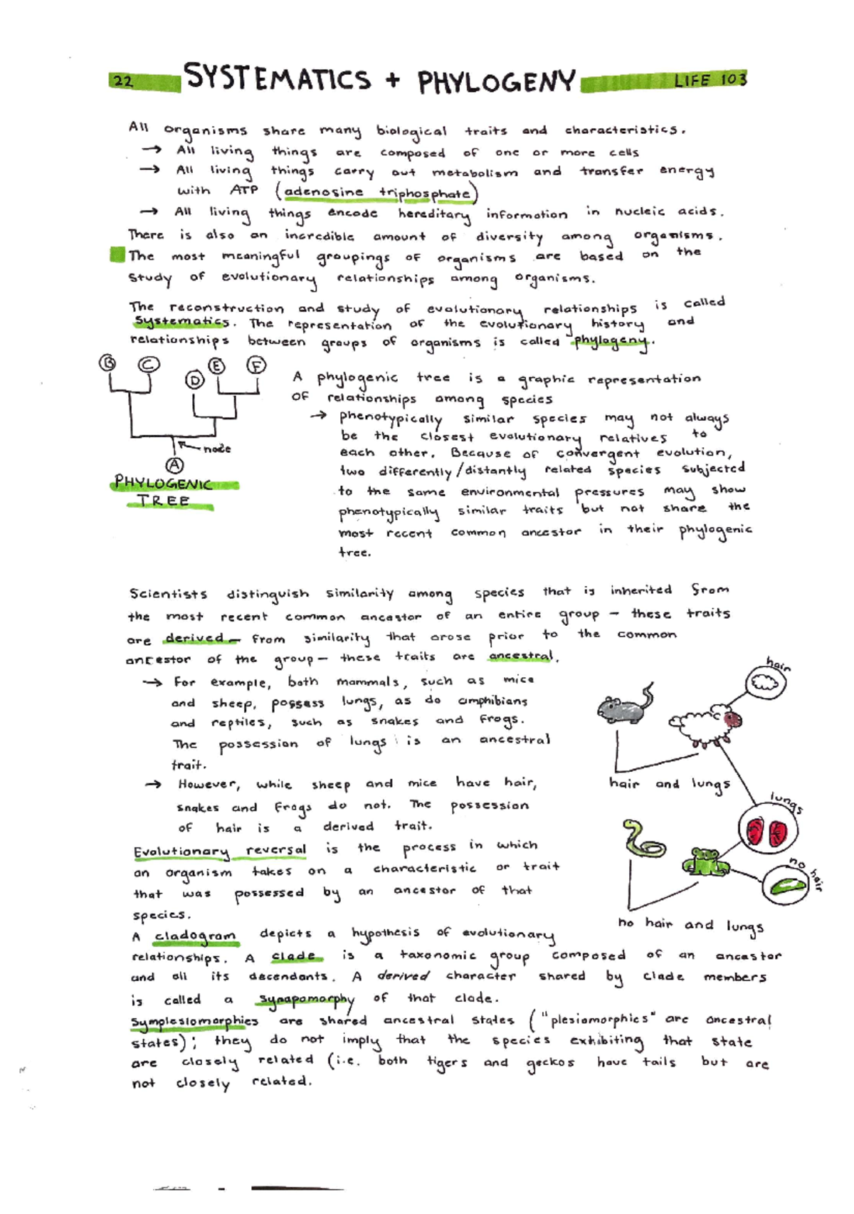 Systematics and Phylogeny Basic Summary - LIFE 103 - Studocu