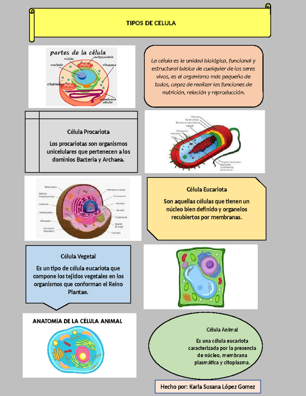 Infografia DE EL TIPO DE Celulas - TIPOS DE CELULA La célula es la unidad biológica, funcional y ...