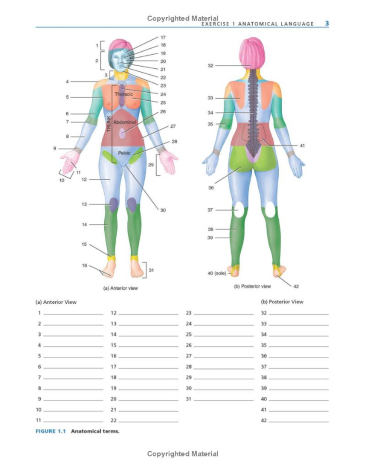 Anatomical Language - Copyrighted Material EXERCISE 1 ANATOMICAL ...