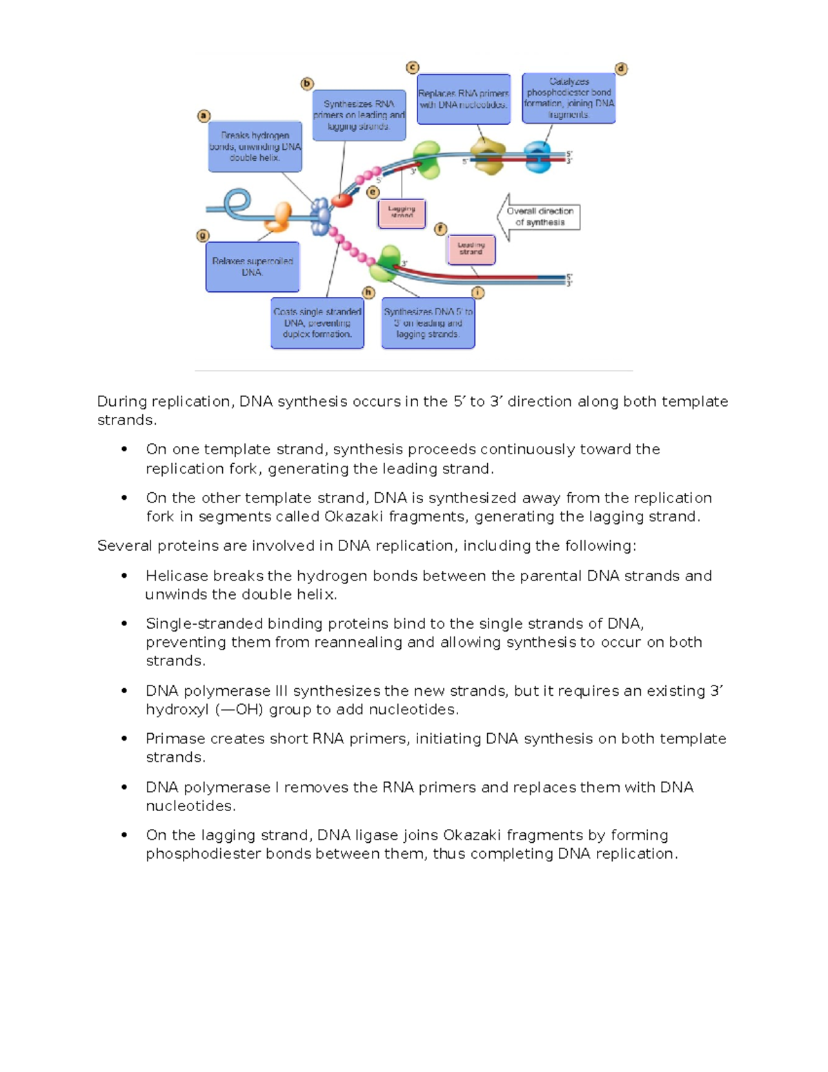 Homework Notes - During replication, DNA synthesis occurs in the 5′ to ...