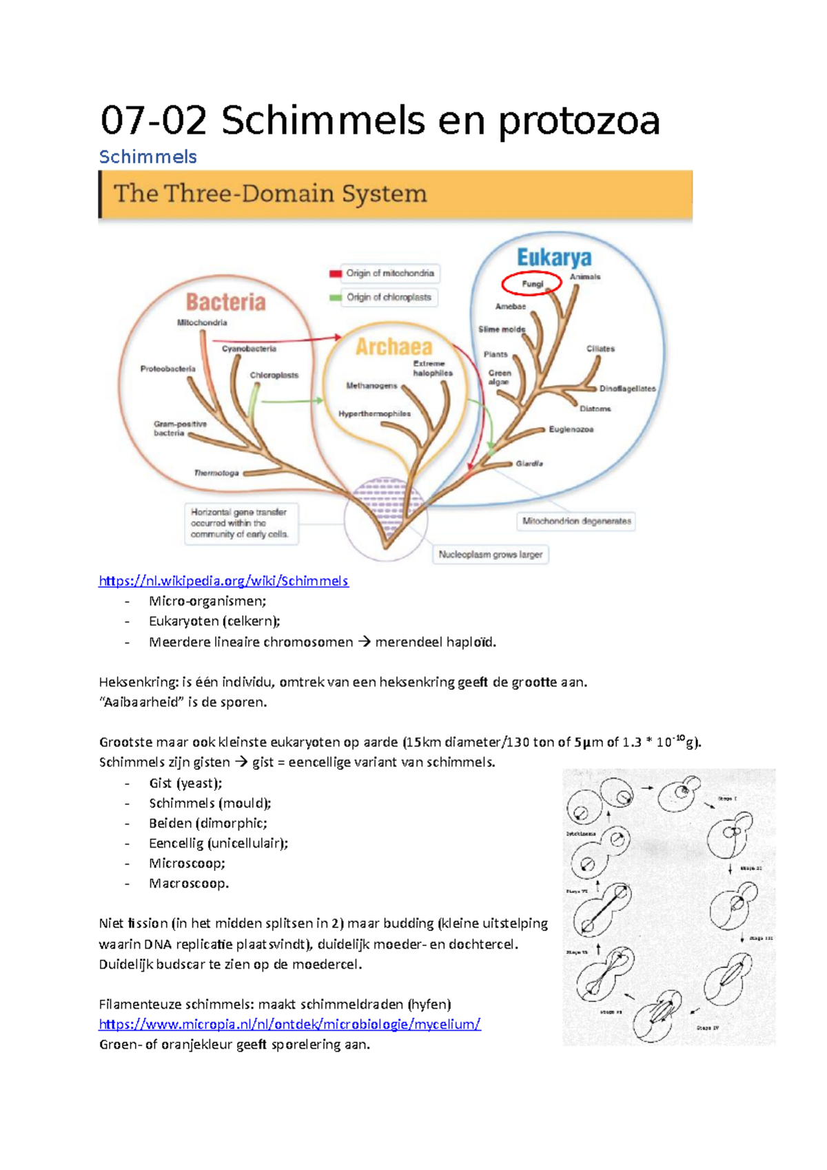 Schimmels en protozoa - 07-02 Schimmels en protozoa Schimmels htps:nl.wikipedia/wiki/Schimmels ...