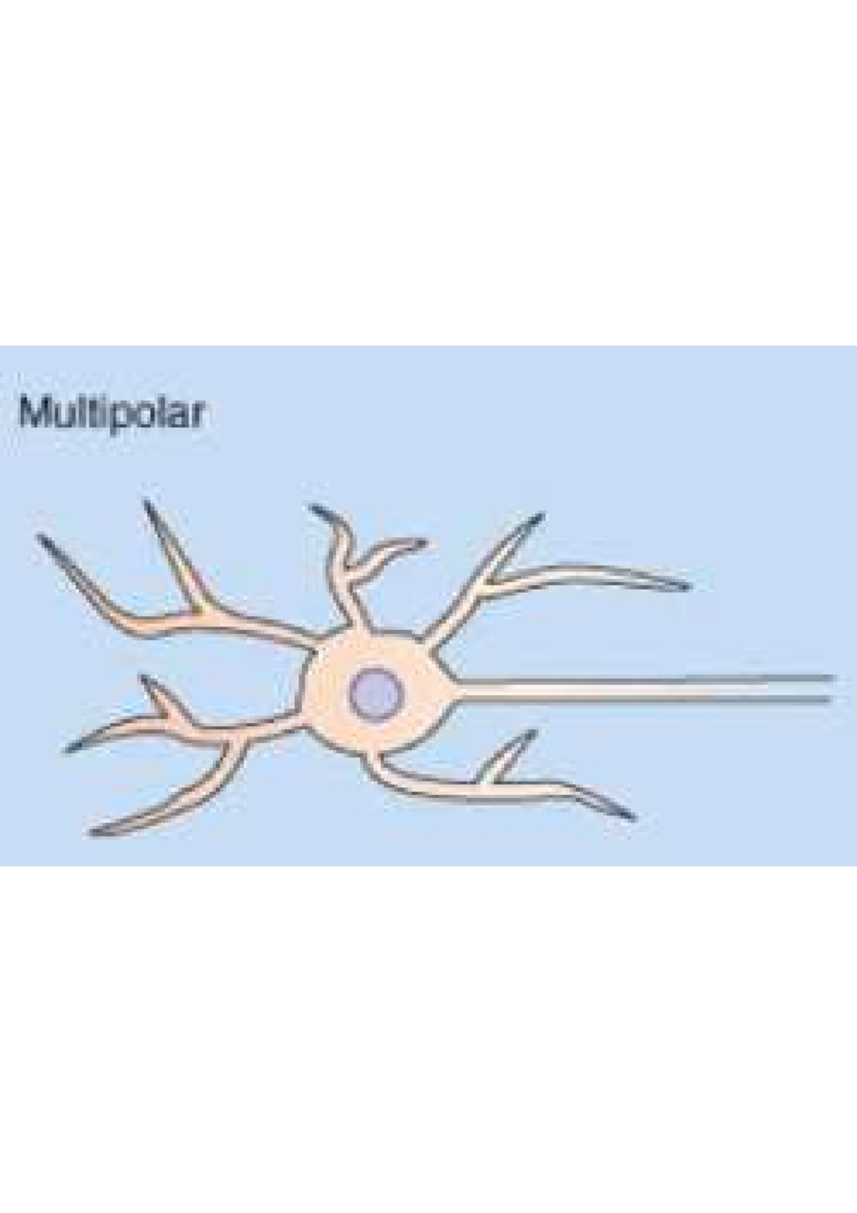 Neurona multipolar - Biologia Celular - Studocu