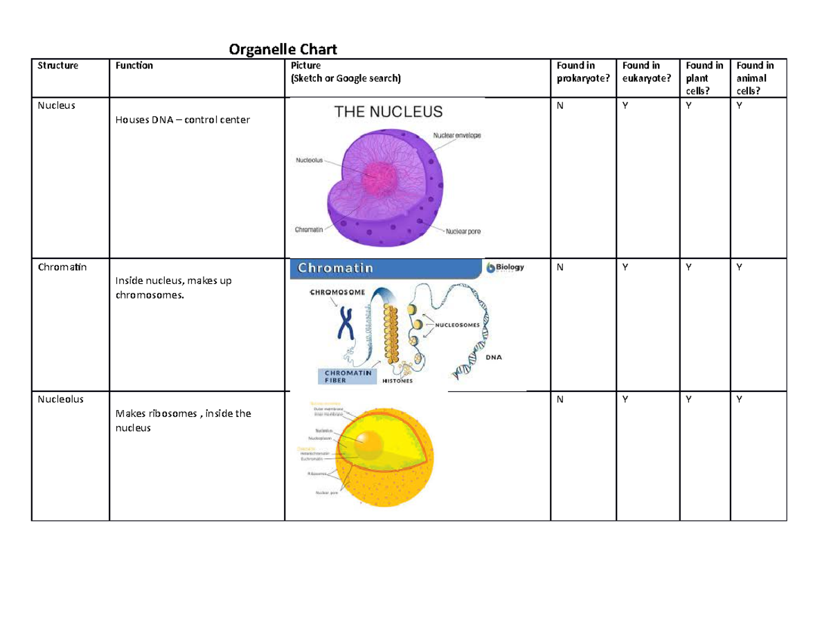 Cell Organelle Chart - biology notes - Structure Function Picture ...