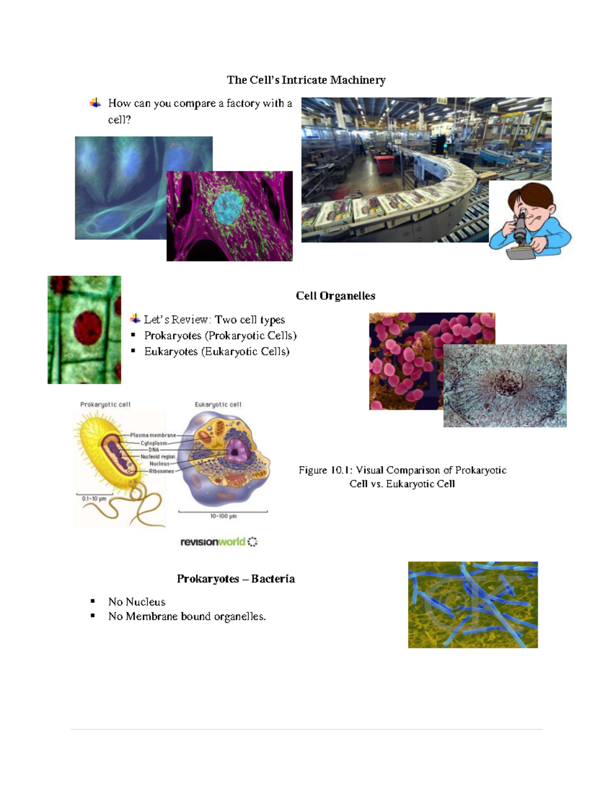 ALL About Cells - The Cell’s Intricate Machinery How can you compare a ...