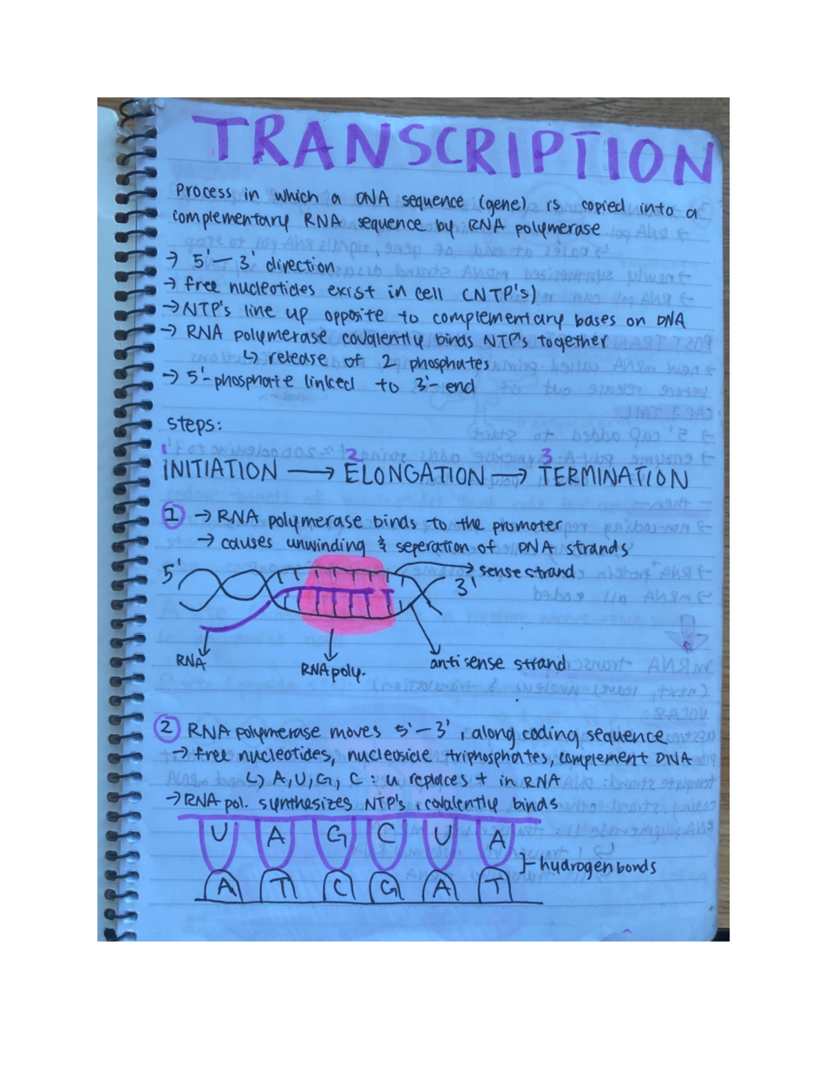 Bio notes, DNA translation/transcription - BISC 1401 - Studocu