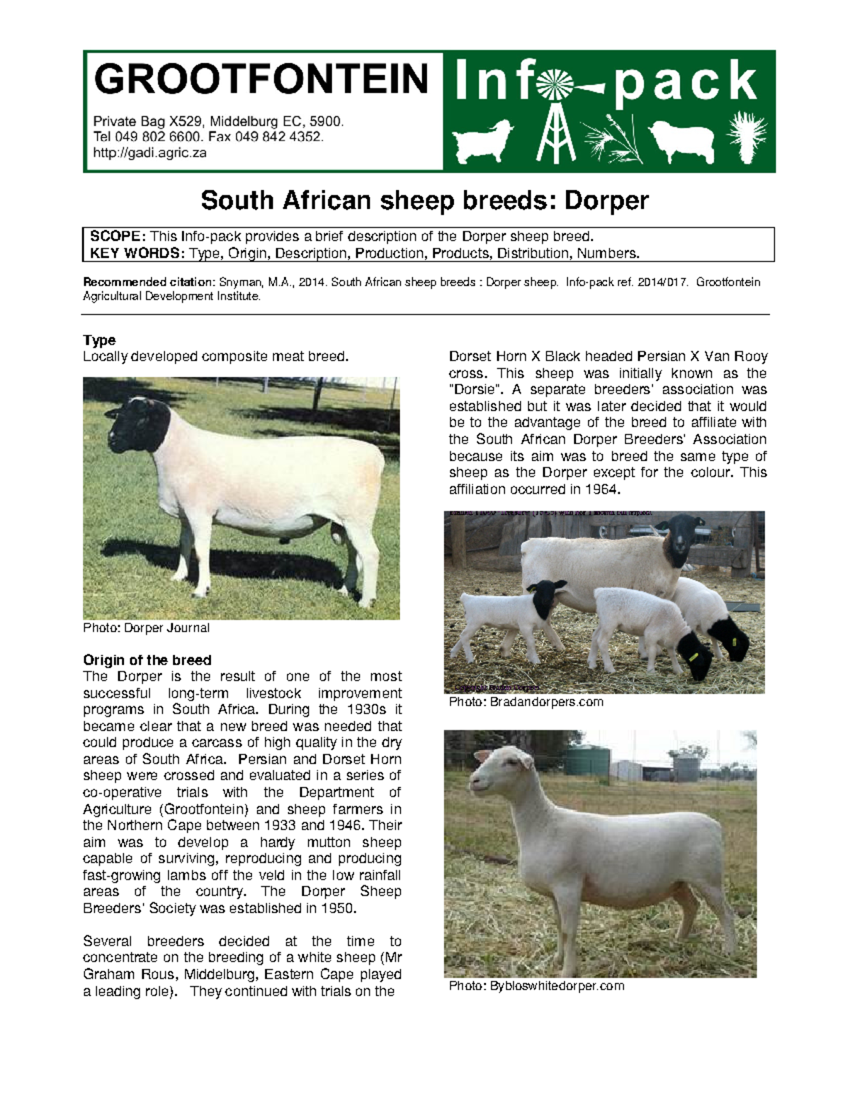 2014 017 South African Sheep breeds - Dorper - South African sheep ...